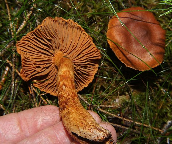 Pilzvergiftung → Erfahren Sie, welche 5 Pilze gefährlich sind